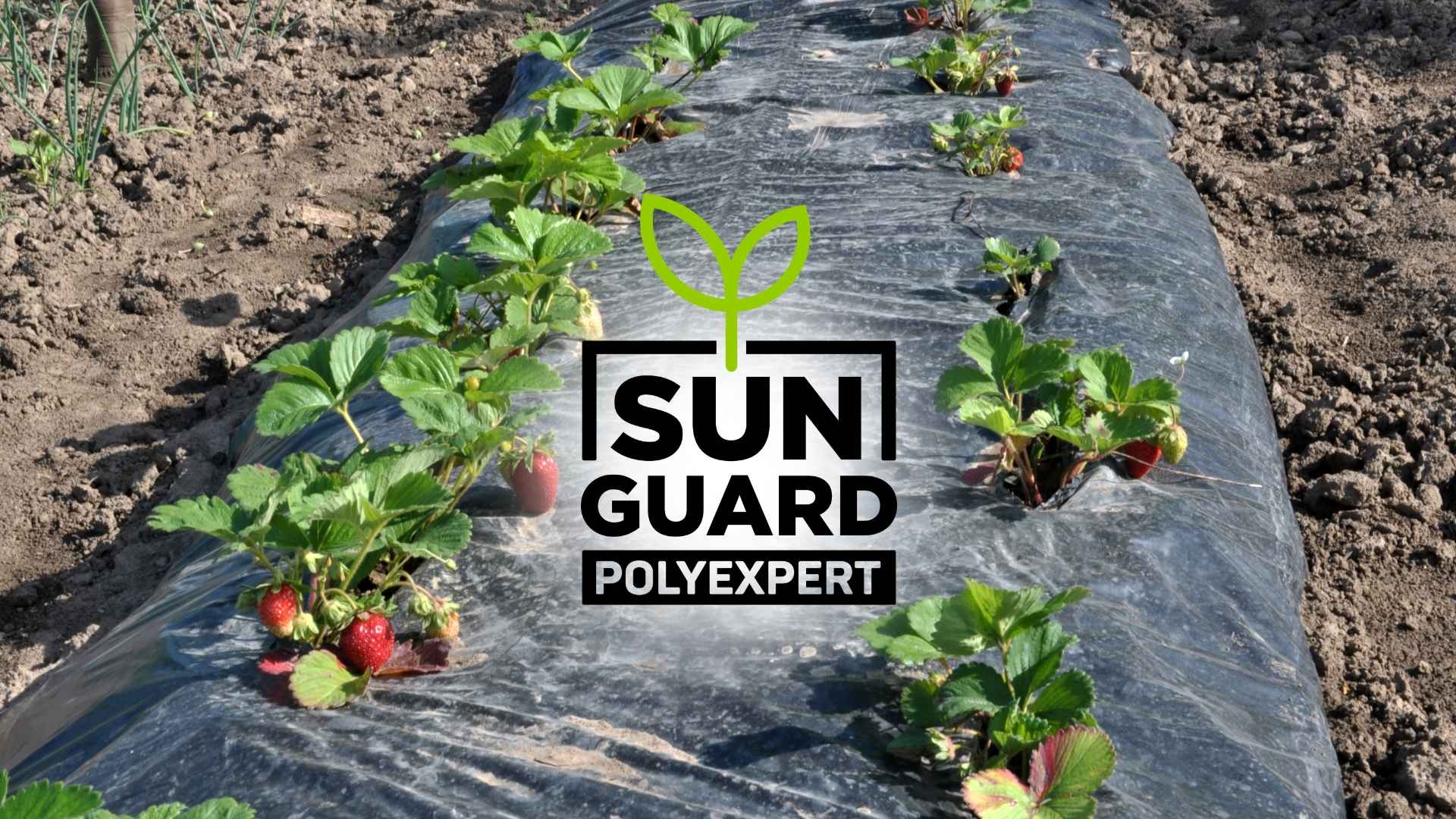 Mulch Solutions: Getting Ready for the Season Ahead - PolyExpert